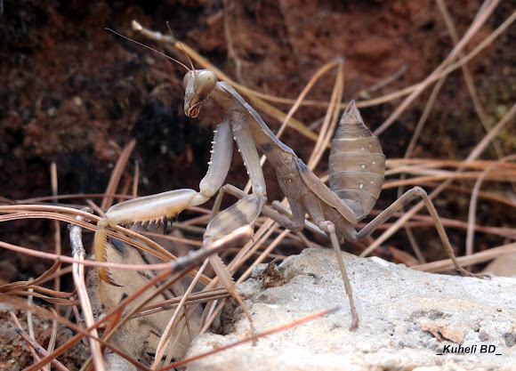 Giant Asian Praying Mantis | Project Noah