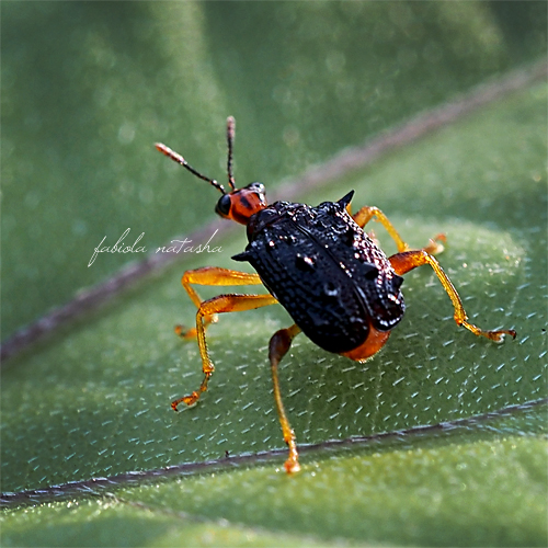Spiny Leaf-Rolling Weevil | Project Noah