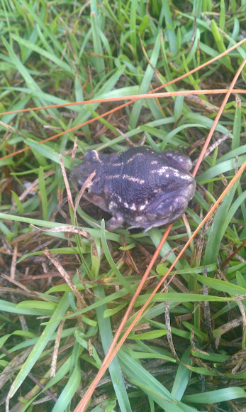 eastern spade-footed toad | Project Noah