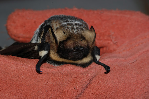 Hoary Bat | Project Noah