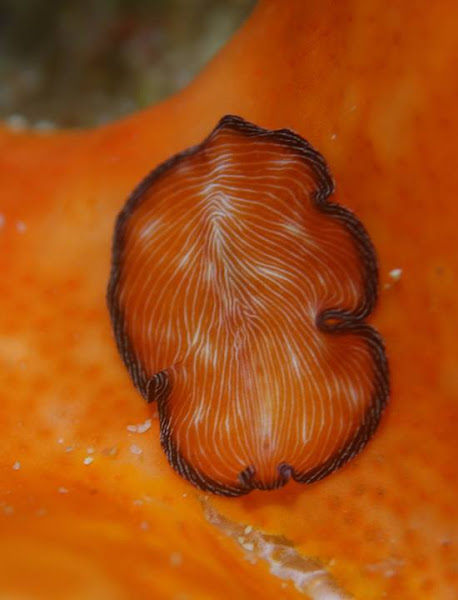 Flatworm | Project Noah