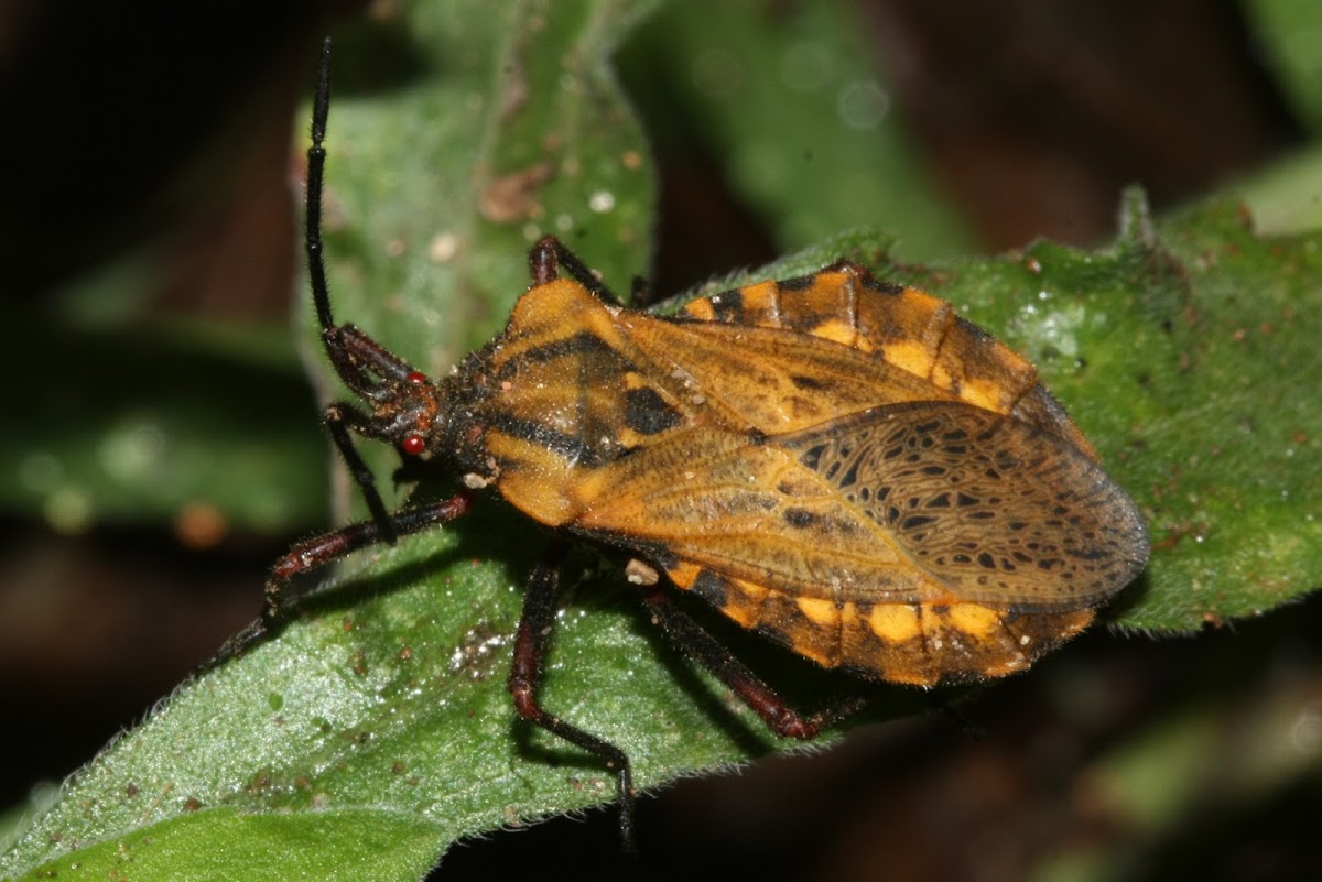 percevejo | Project Noah