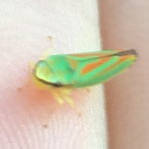 Scarlet and green leafhopper | Project Noah