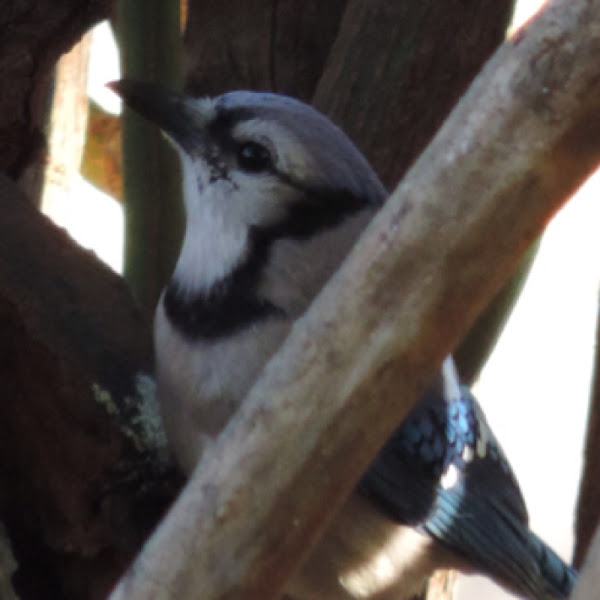 Blue Jay | Project Noah