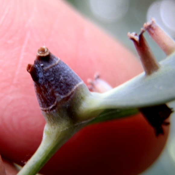 Psyllid galls - male & female | Project Noah
