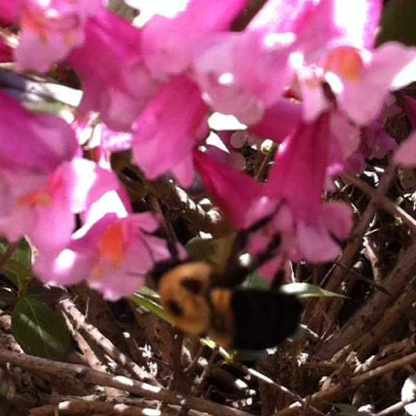 Bumblebee | Project Noah