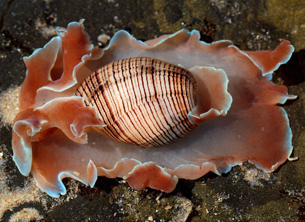 Rose Petal Bubble Shell | Project Noah