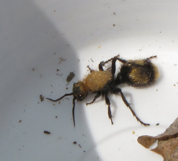 Cow Killer (female) | Project Noah