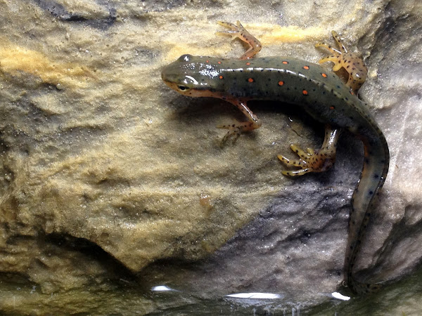 Eastern Newt | Project Noah