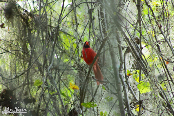 Northern Cardinal | Project Noah