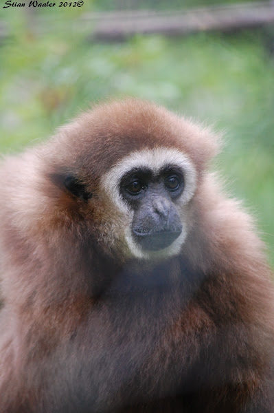 Lar Gibbon | Project Noah