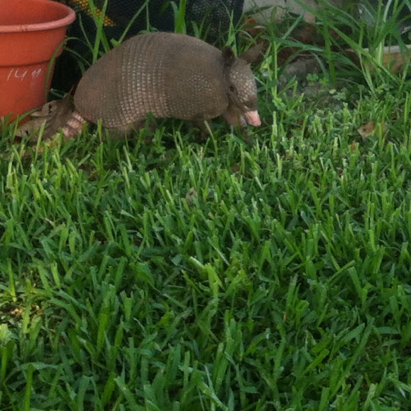 Armadillo | Project Noah