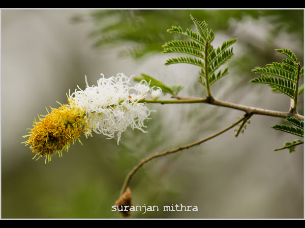 Sickle Bush | Project Noah