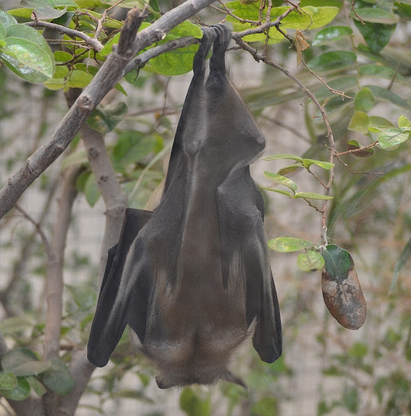 Straw-coloured Fruit Bat | Project Noah