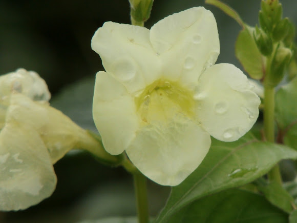 Ganges Primrose | Project Noah