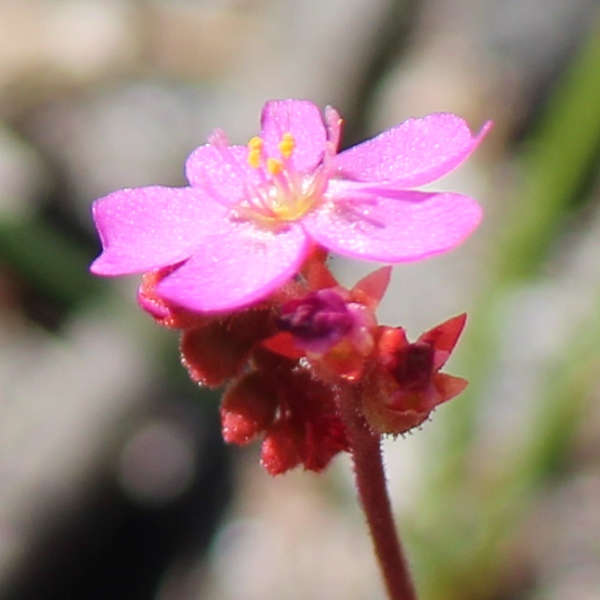 Spoon-leaf sundew | Project Noah