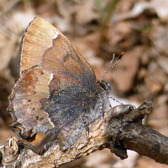 Brown Elfin | Project Noah