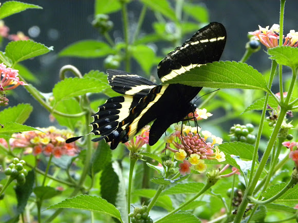 Magnificent Swallowtail | Project Noah