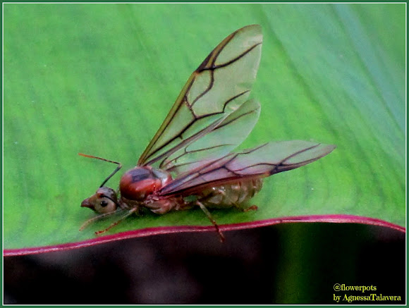 Winged Queen Green Ant | Project Noah