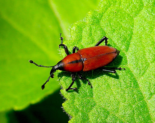 Red Weevil | Project Noah