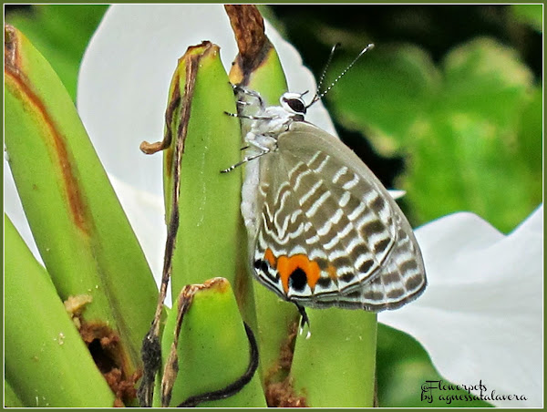 Metallic Cerulean Butterfly | Project Noah