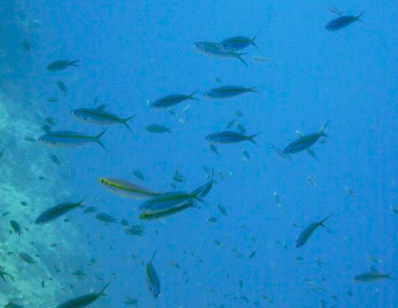 Blue and Gold Fusilier | Project Noah