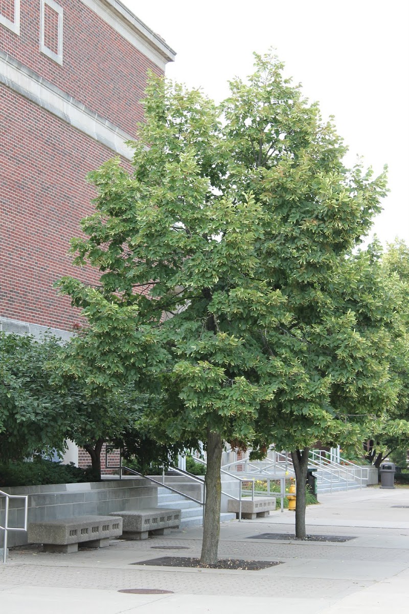 silver linden | Project Noah