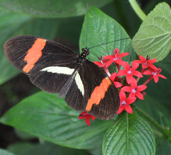 Erato Heliconian | Project Noah