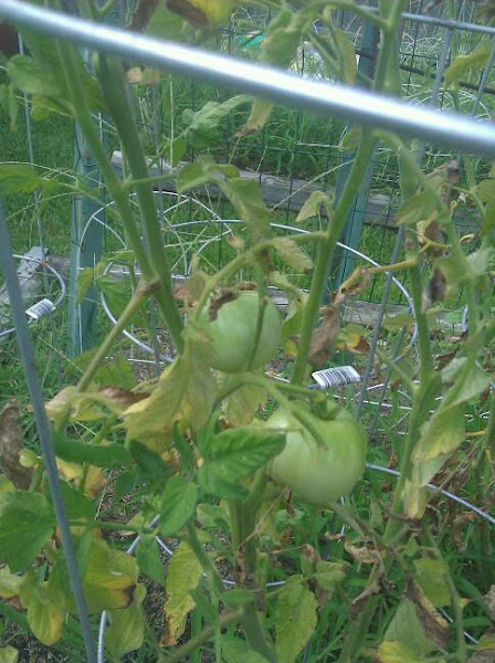 Brandywine Tomato | Project Noah