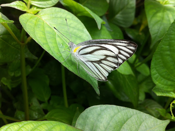 Striped Albatross | Project Noah