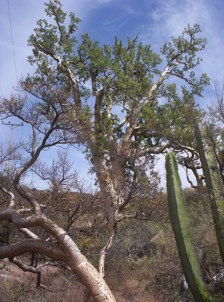 Baja elephant tree, or torote blanco | Project Noah