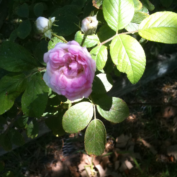 Seven Sisters Rose | Project Noah