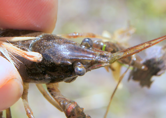 Northern Crayfish | Project Noah