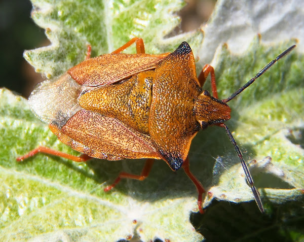Chinche mediterráneo. Bug | Project Noah