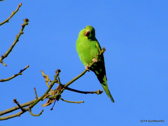 Yellow-chevroned Parakeet | Project Noah