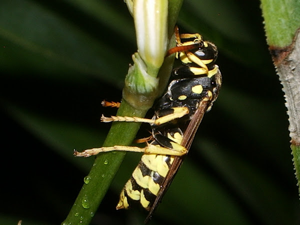 yellowjacket or hornet(vespa) | Project Noah