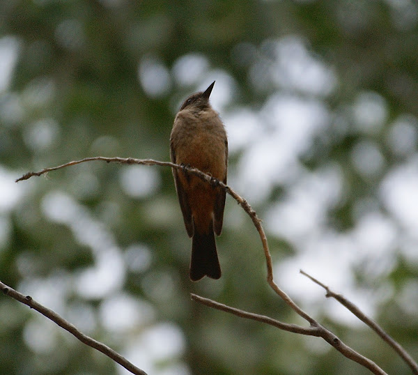 Say's Phoebe | Project Noah