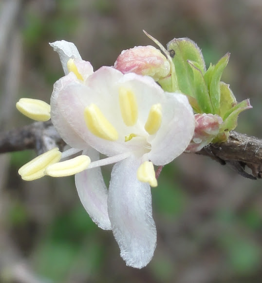 Sweet Breath of Spring | Project Noah