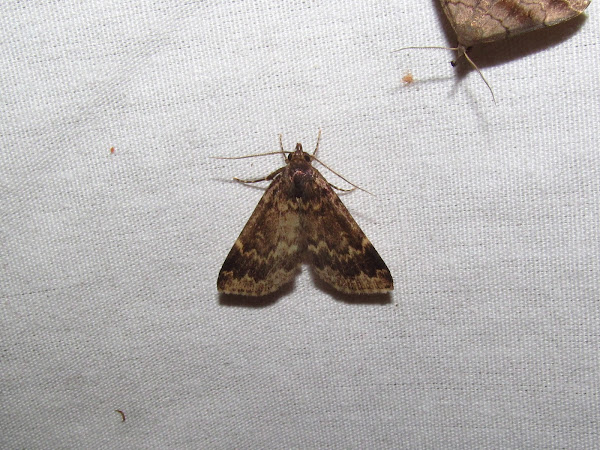 Glossy Black Idia | Project Noah