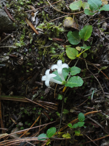 Partridge Berry | Project Noah