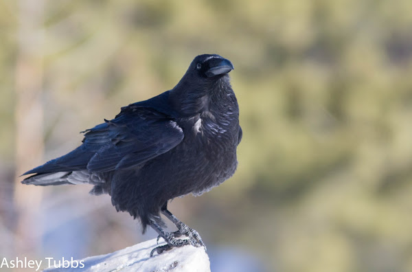 Common Raven | Project Noah