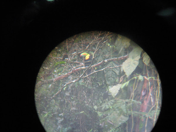 Keel-billed Toucan | Project Noah