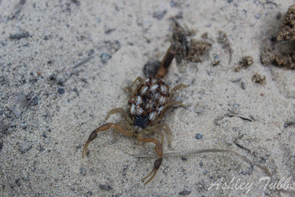 Striped Bark Scorpion with babies | Project Noah