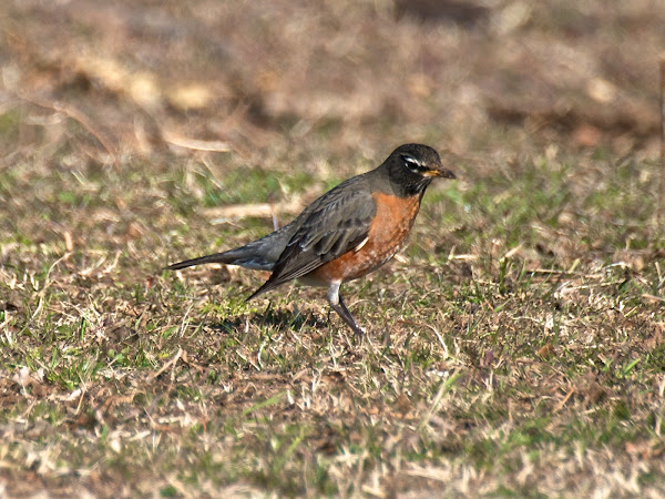 American Robin | Project Noah