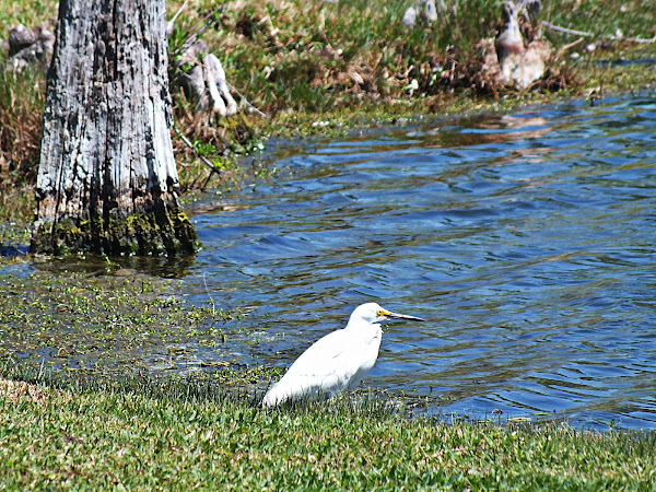 Snowy Egret | Project Noah