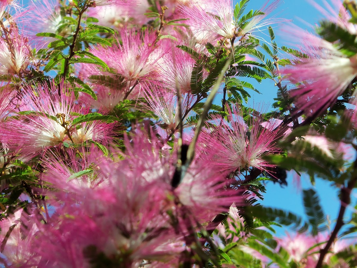 Manduruvá | Project Noah