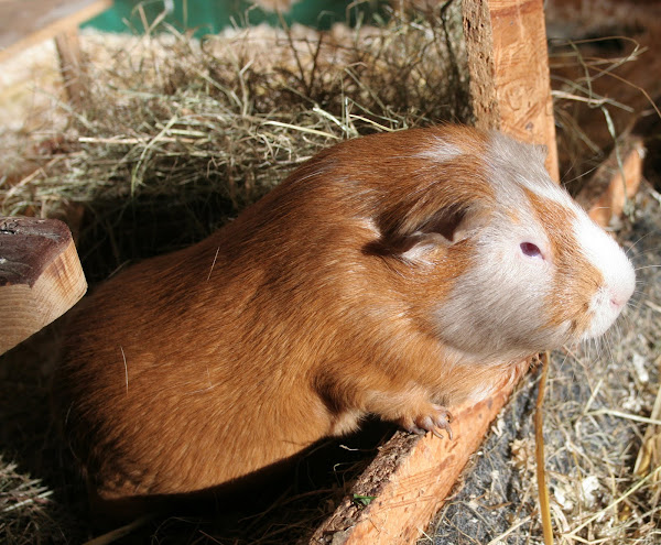 Guinea Pig (Eli + Pebbles) | Project Noah