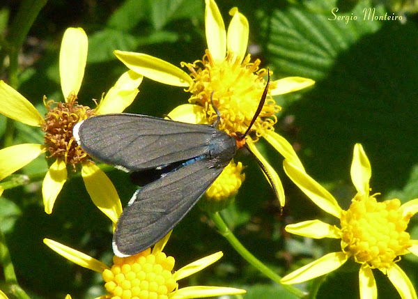 Ctenucha moth | Project Noah
