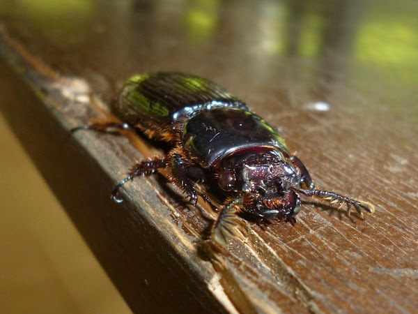 Bess beetle | Project Noah