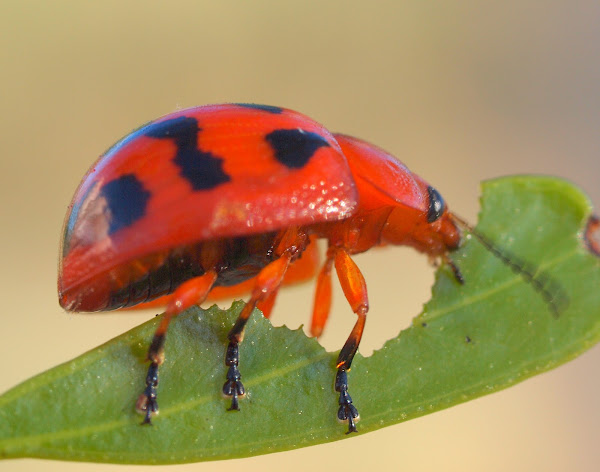 Spotted Orange Leaf Beetle | Project Noah